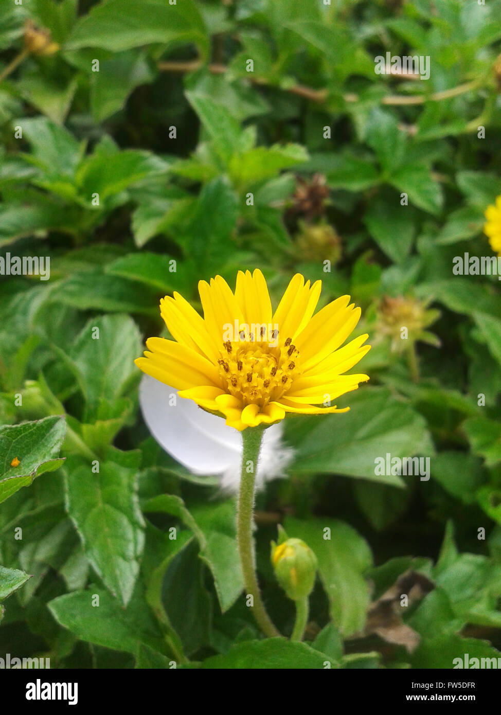 Singapore daisy in garden. an yellow single flower Stock Photo - Alamy