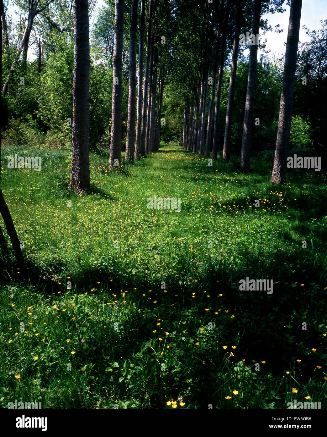 Grez-sur-Loing, near Fontainebleu - forest of poplars and yellow ...