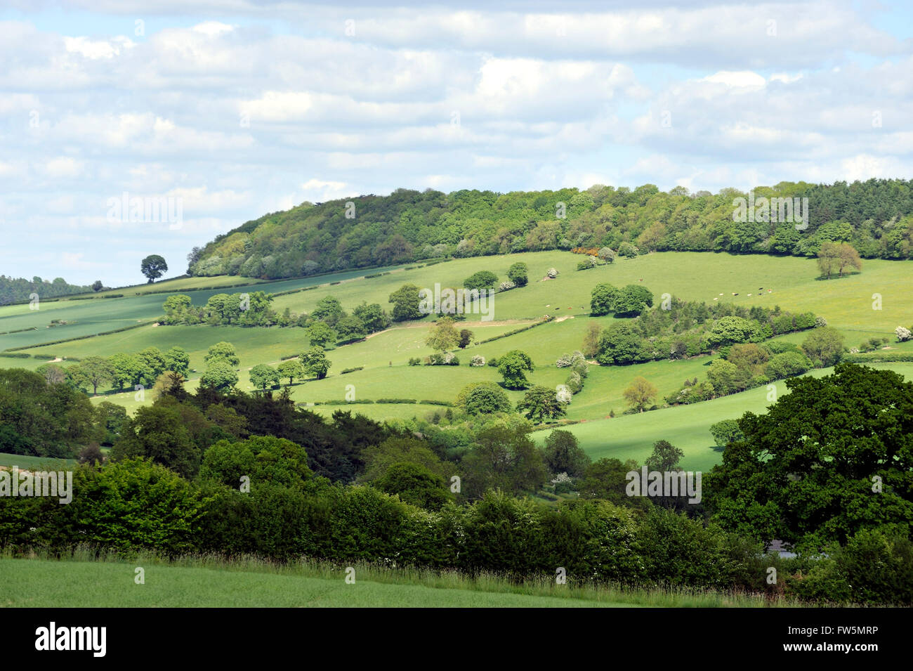 Wenlock Edge, a wooded limestone escarpment near Much Wenlock ...