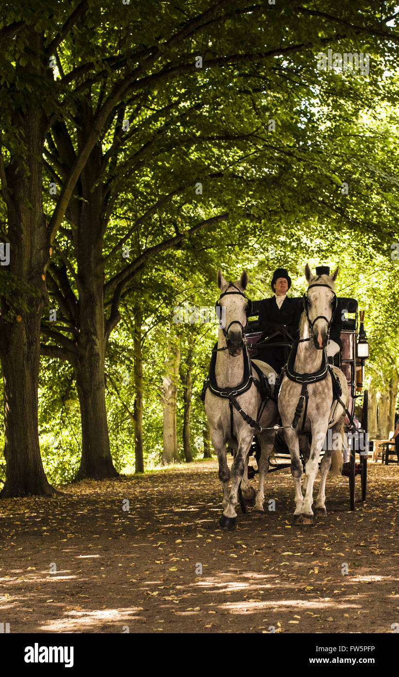 Victorian coach, with white horses and driver in top hat, approaching ...