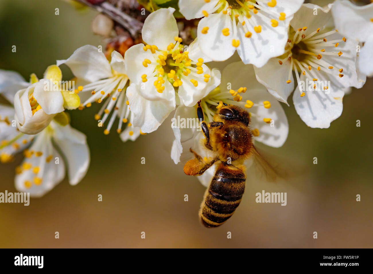 Pollen nectar hi-res stock photography and images - Alamy