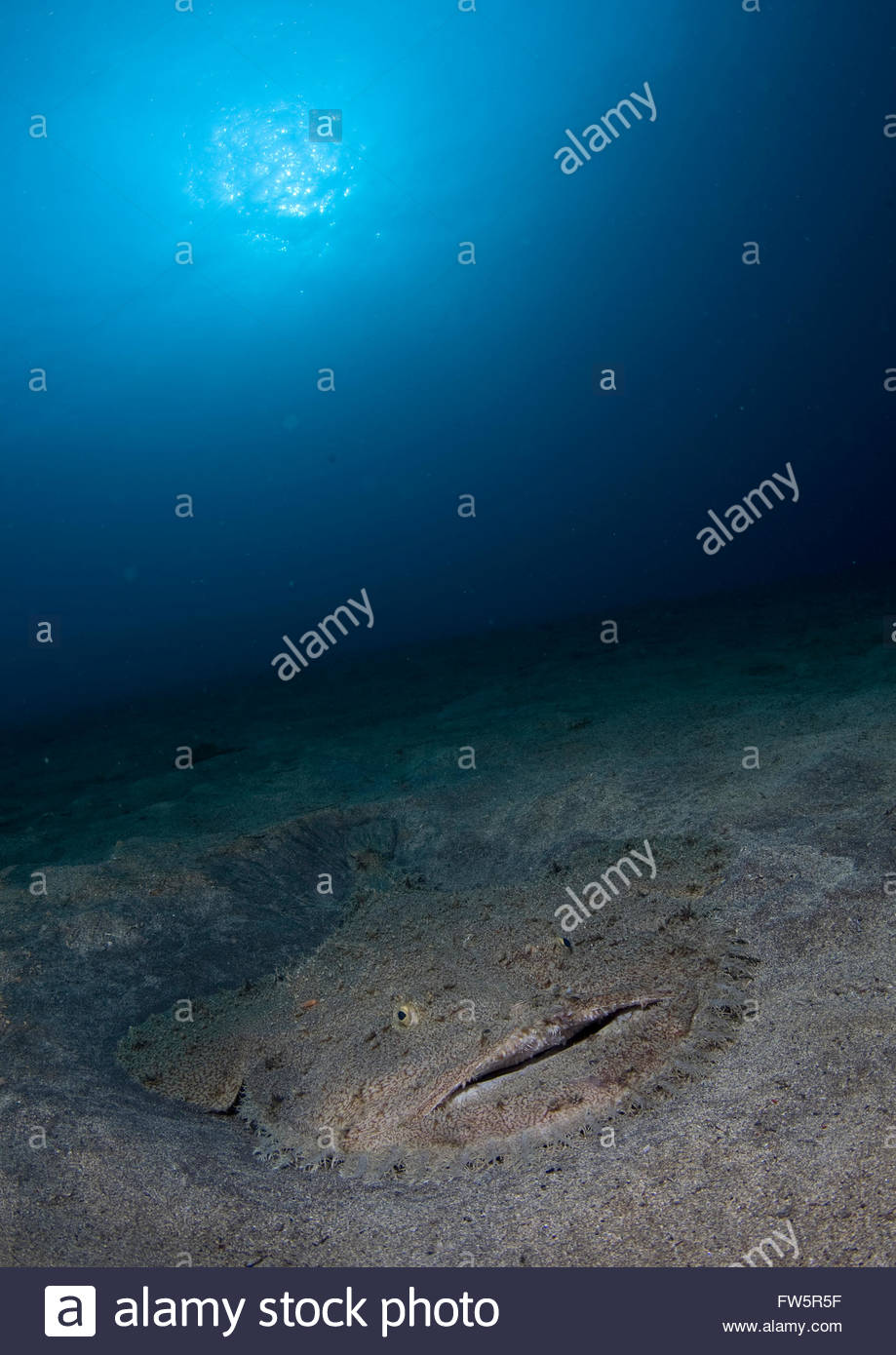 Anglerfish Stock Photos & Anglerfish Stock Images - Alamy