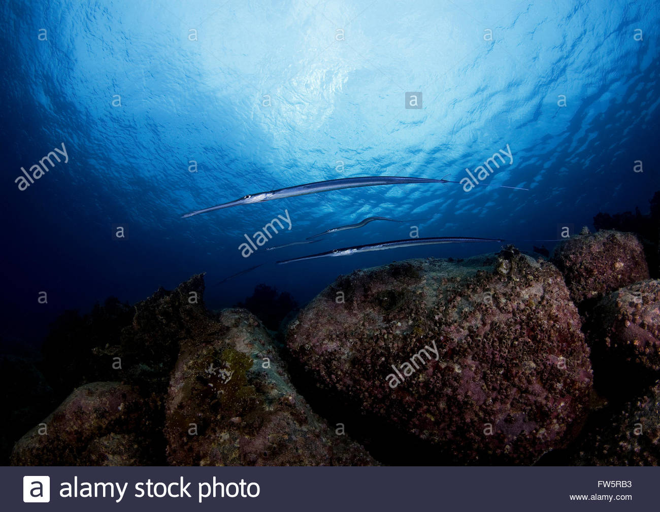 Needlefish Stock Photos & Needlefish Stock Images - Alamy