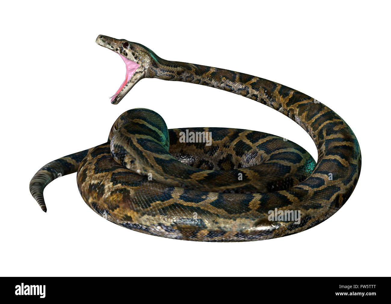 3D illustration of a Burmese python or Python bivittatus, one of the ...