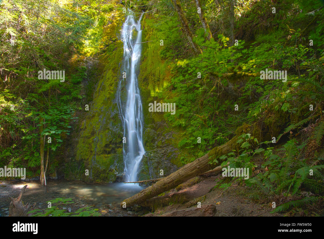 Waterfall in forest with green trees Stock Photo - Alamy