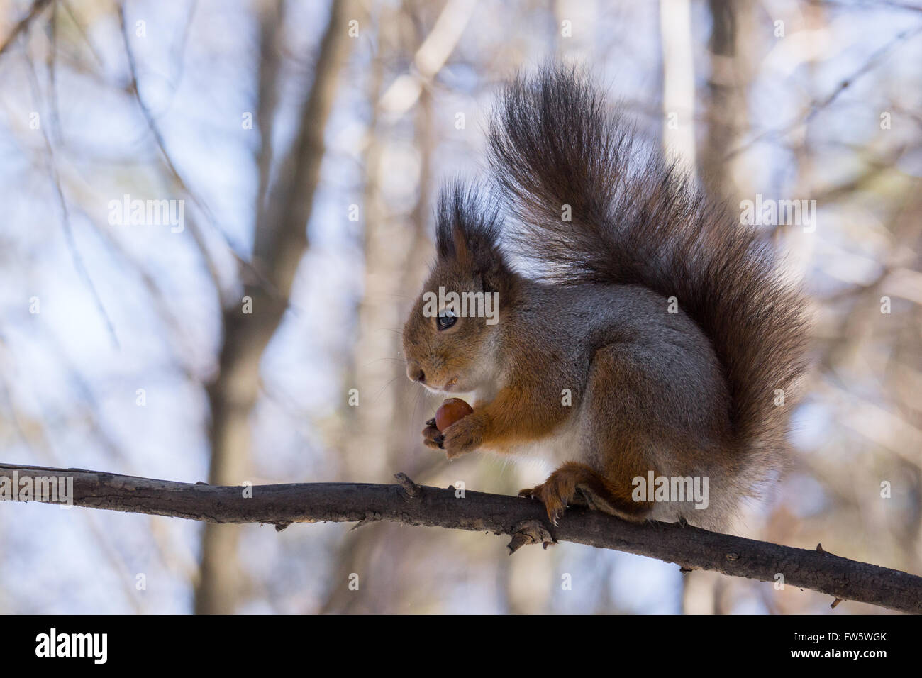 the photograph shows a squirrel on a tree Stock Photo - Alamy