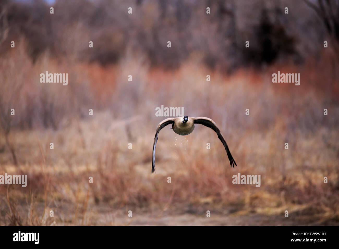 Flying towards camera hi-res stock photography and images - Alamy
