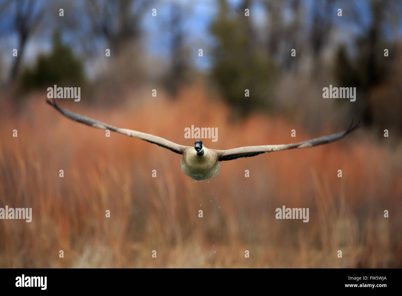 Flying canadian goose hi-res stock photography and images - Alamy
