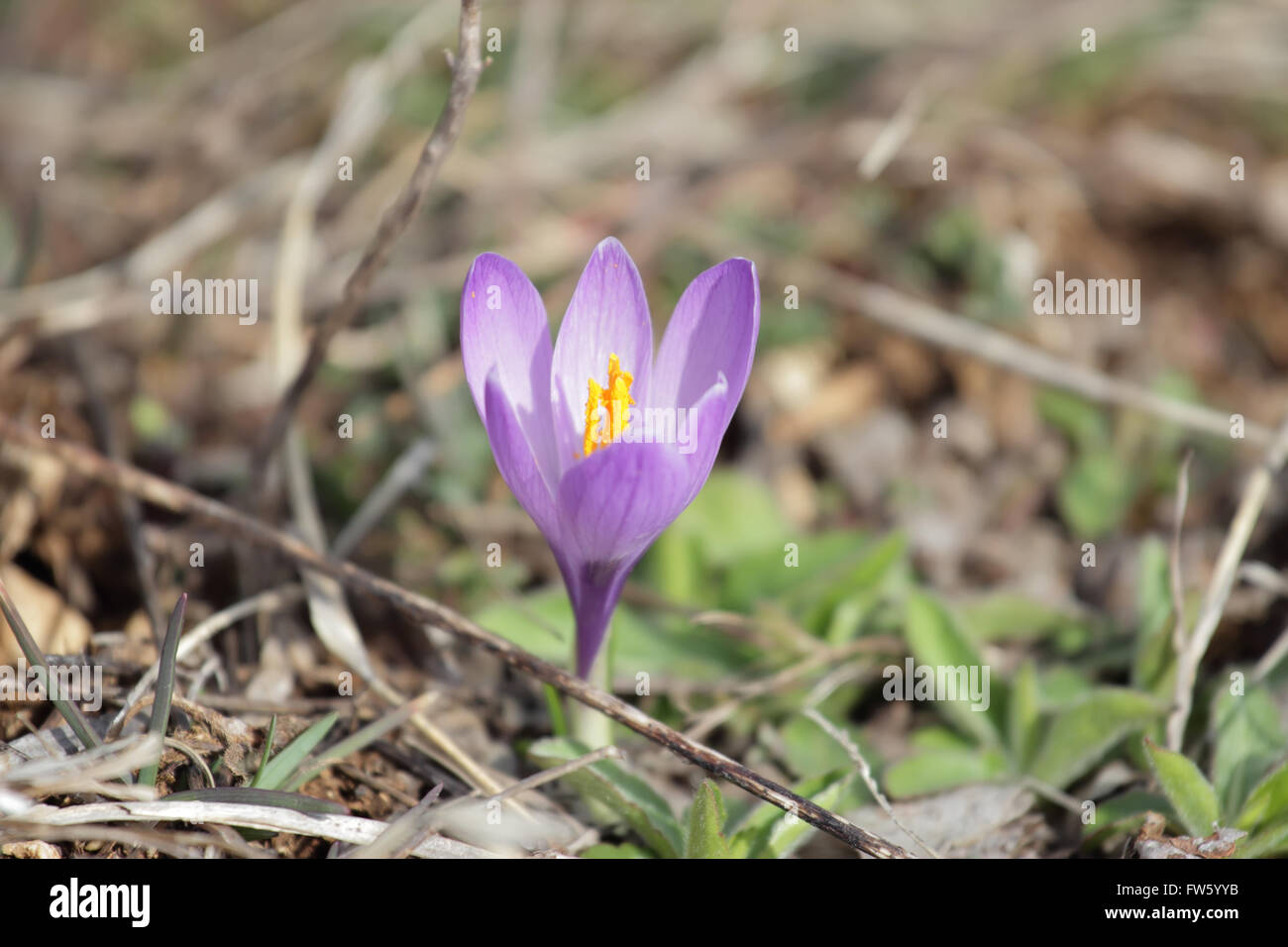 Crocus vernus aka Spring Crocus, wild mountain european flower Stock ...