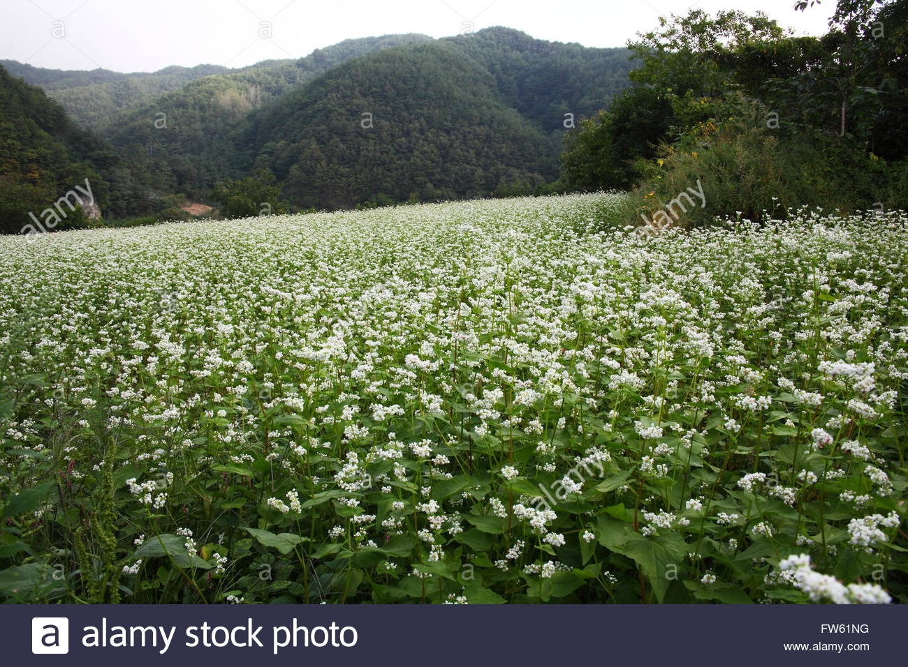 Buckwheat Field Stock Photos & Buckwheat Field Stock Images - Alamy