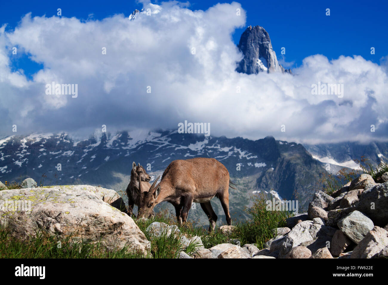 Alpine Ibex (Capra ibex) in Mont Blanc - France Stock Photo - Alamy