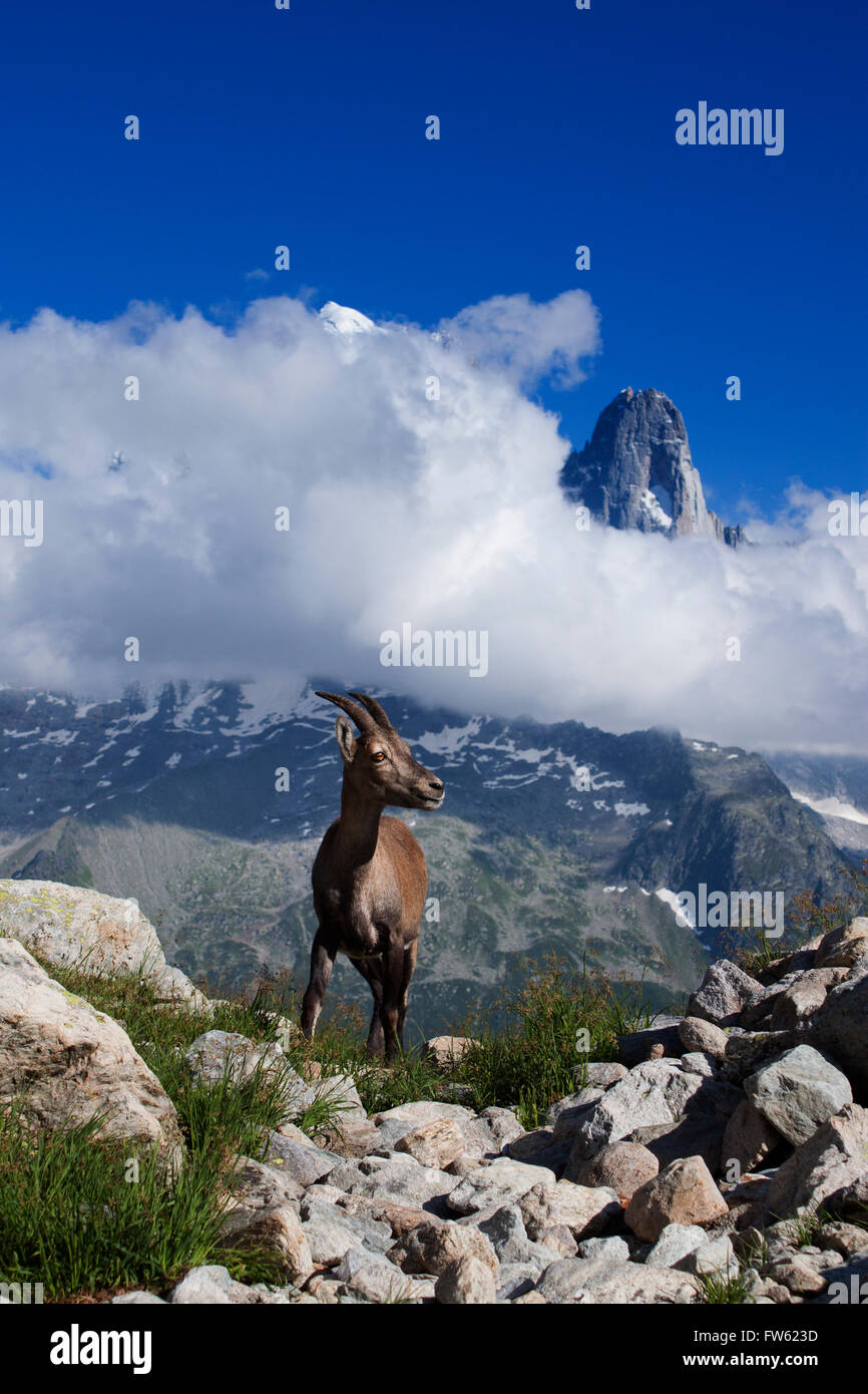 Alpine Ibex (Capra ibex) in Mont Blanc - France Stock Photo - Alamy