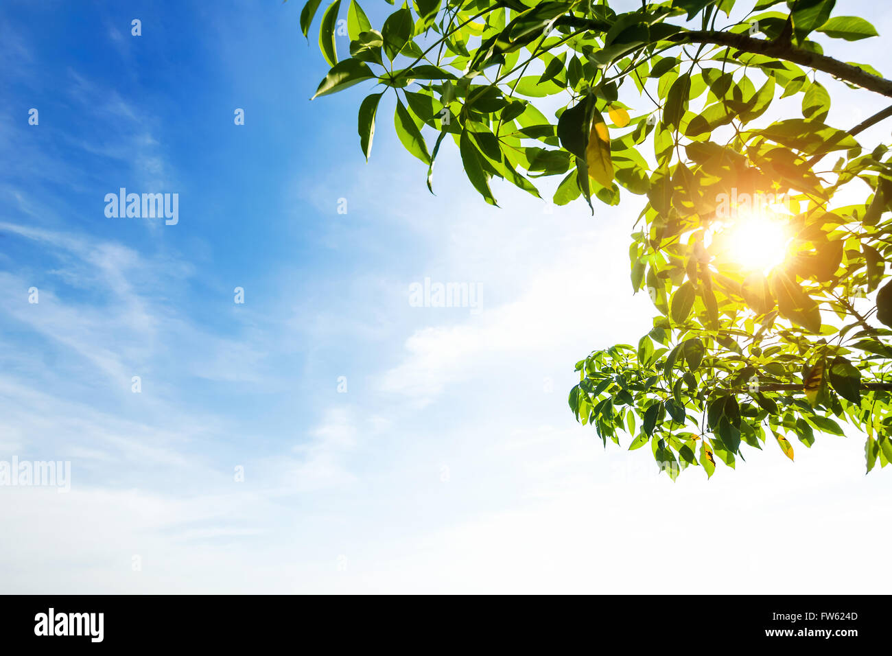 No one with nature leaves hi-res stock photography and images - Alamy