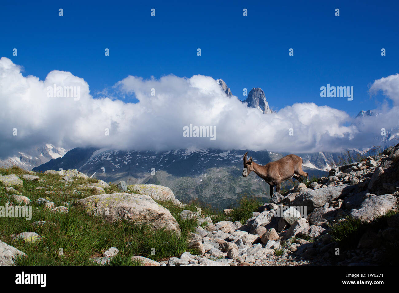 Alpine Ibex (Capra ibex) in Mont Blanc - France Stock Photo - Alamy