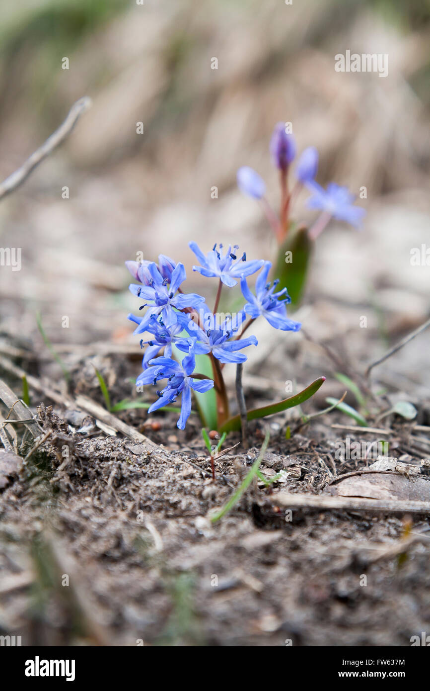 Wild growing blue snowdrop, Scilla bifolia, blue early spring flower ...
