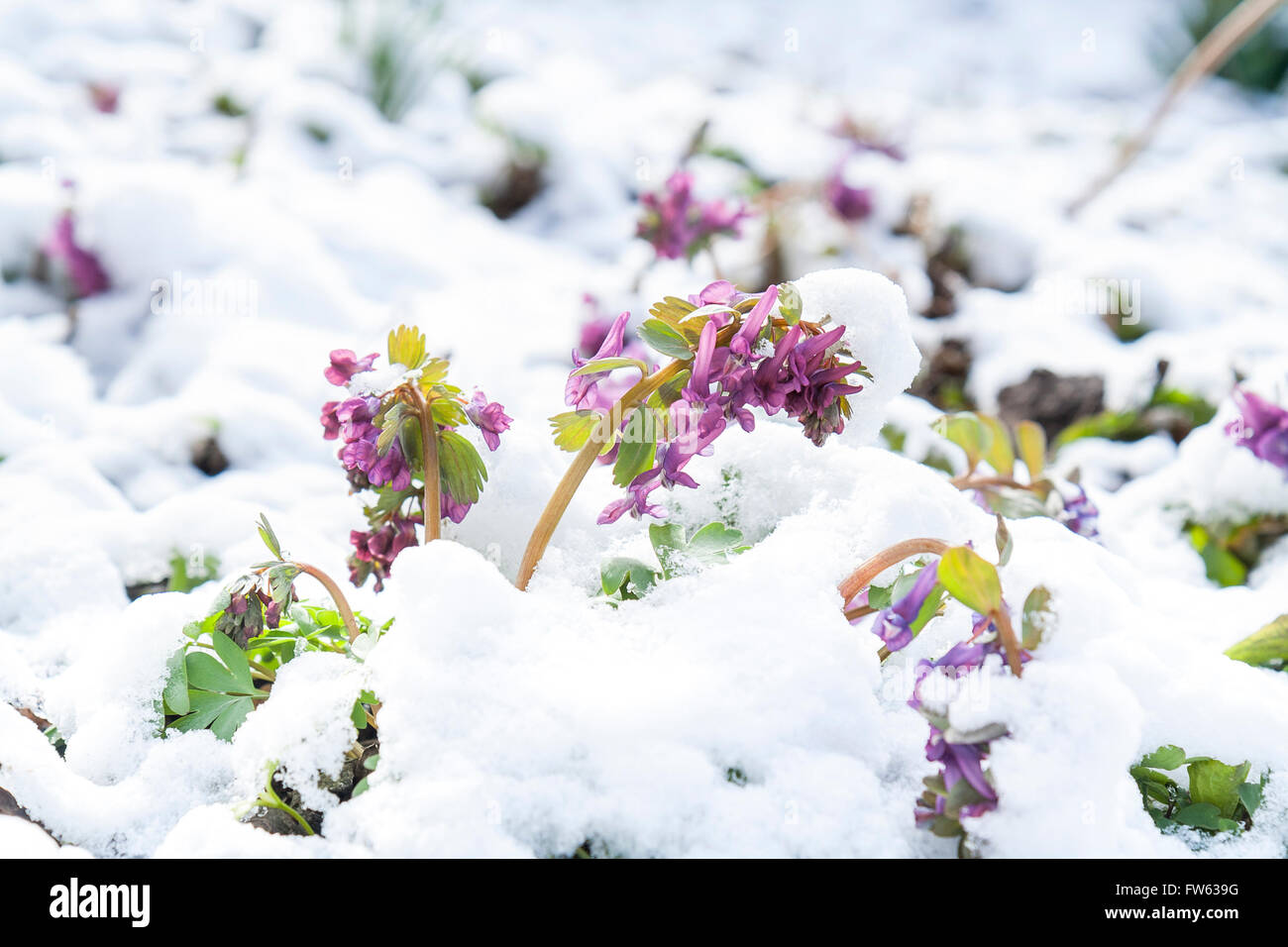 Spring violet hollowroot (corydalis) flower covered with snow Stock ...