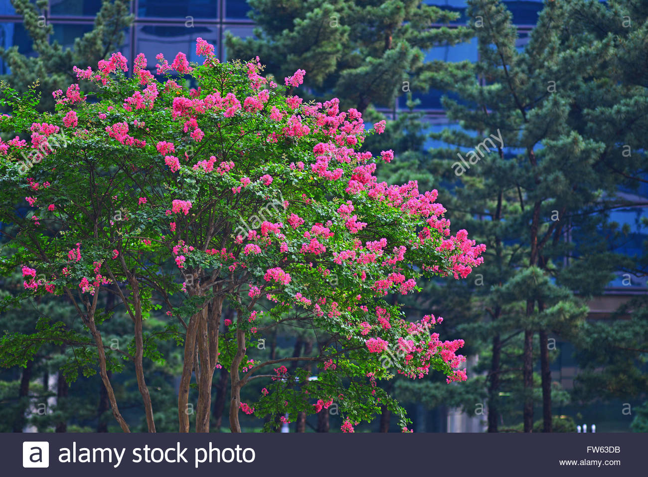 Myrtle Tree Stock Photos & Myrtle Tree Stock Images - Alamy