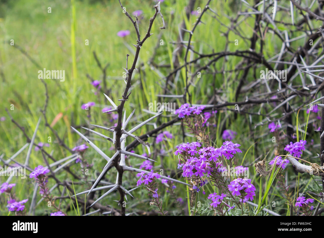Photo of acacia thorns and wild verbena flowers Stock Photo - Alamy