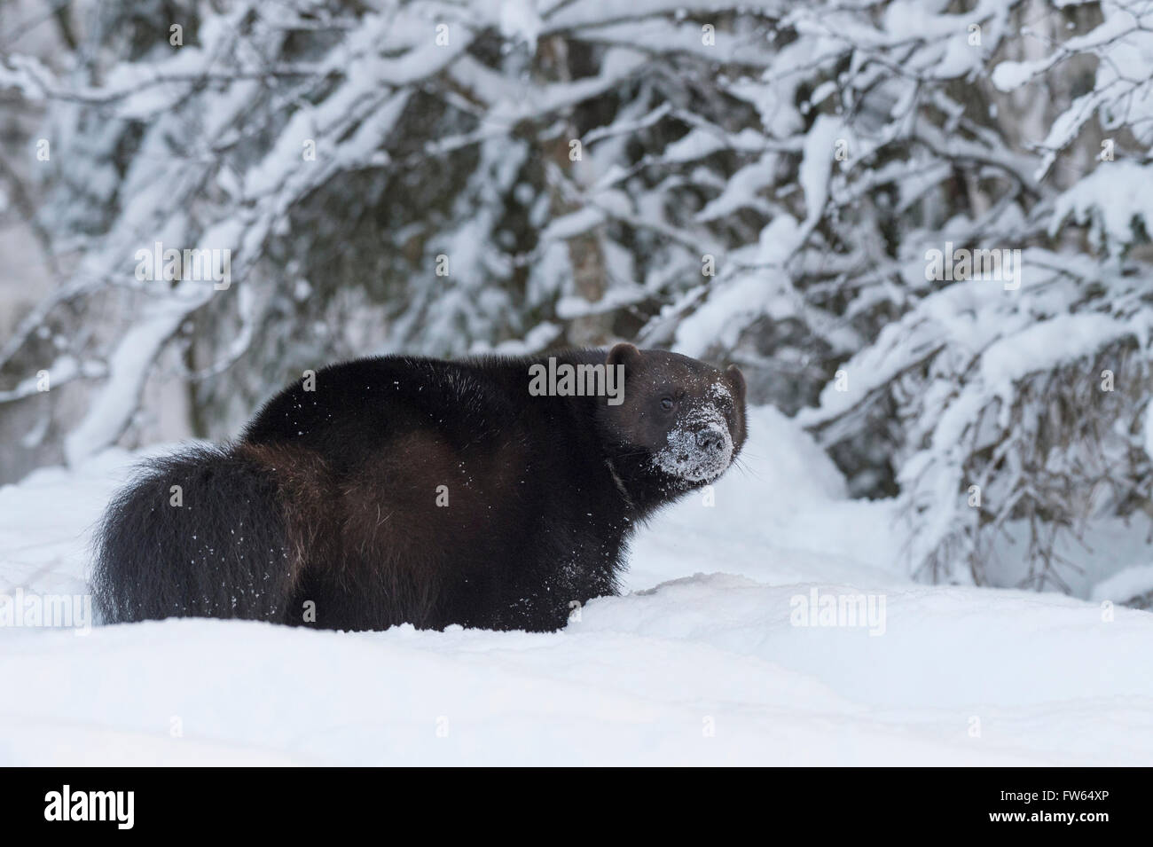 Wolverine (Gulo gulo) in snow, captive, Trones, Norway Stock Photo - Alamy
