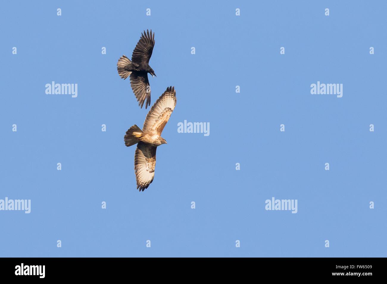 Crow attack hi-res stock photography and images - Alamy