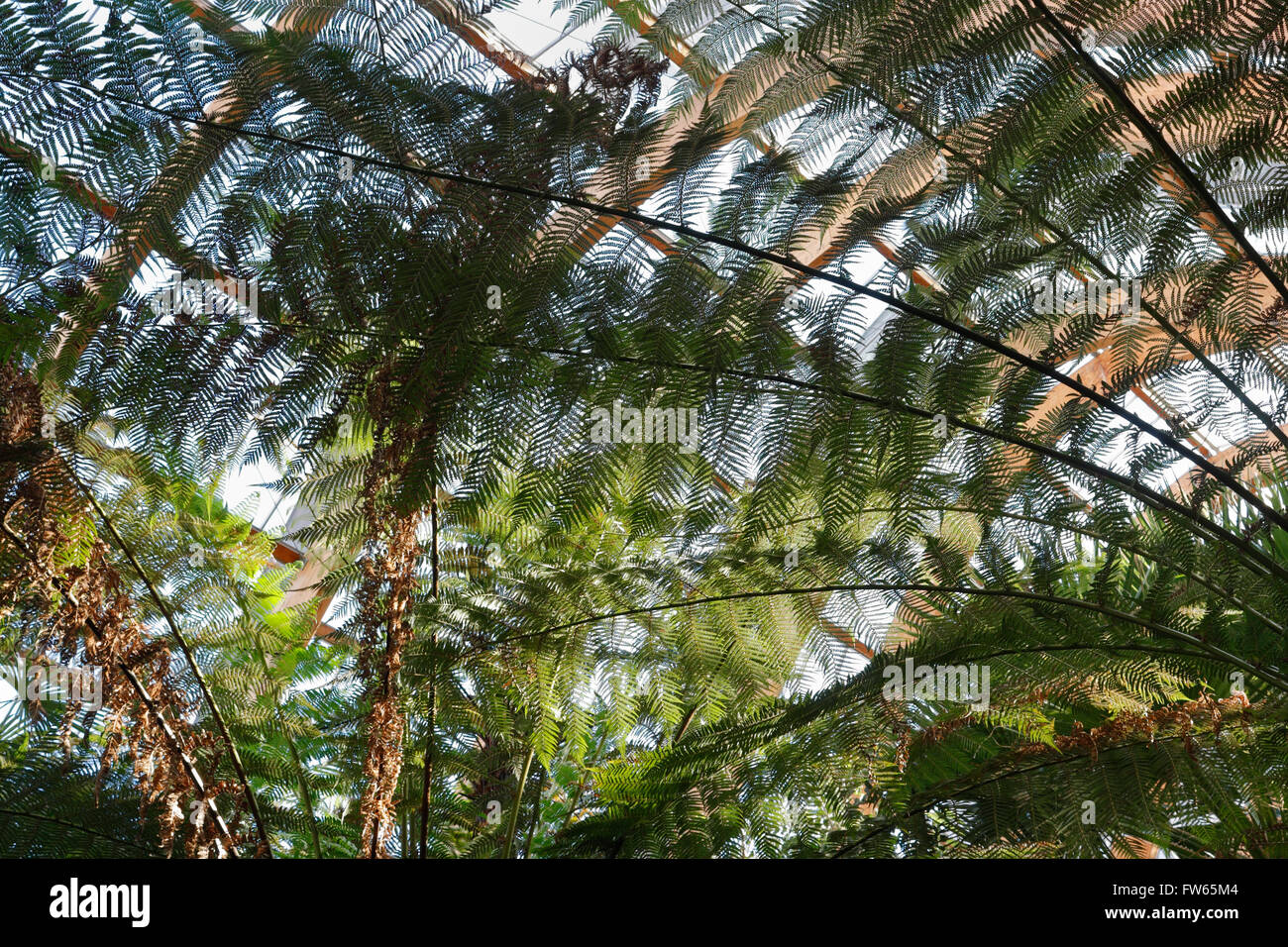Tree fern growing in the Winter Garden glasshouse in Sheffield England ...