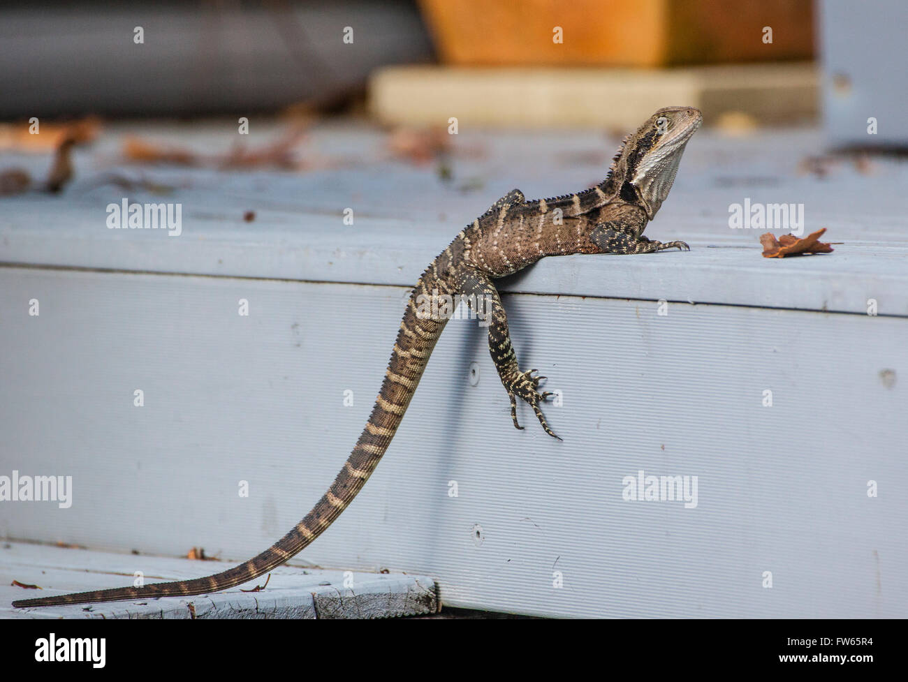 Female eastern water dragon relaxing hi-res stock photography and ...