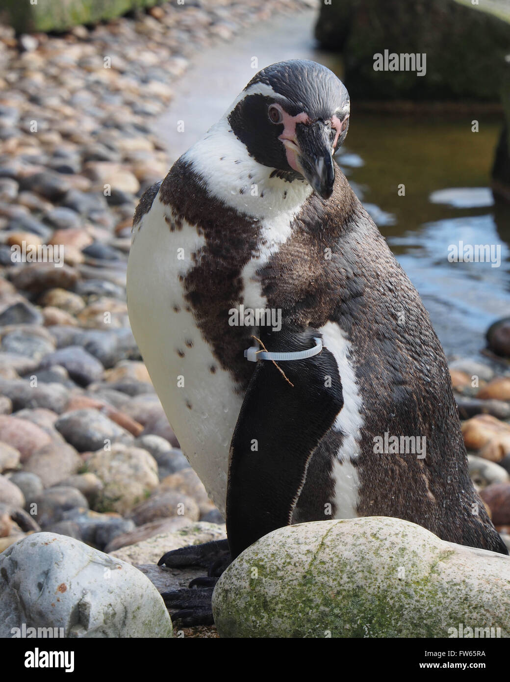 Humboldt penguin spheniscus humboldti south hi-res stock photography ...