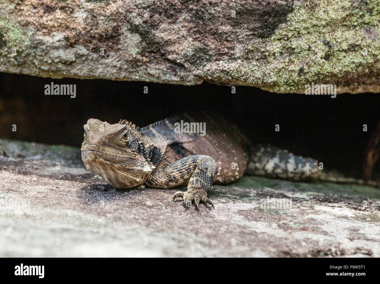 Eastern water dragon hi-res stock photography and images - Alamy