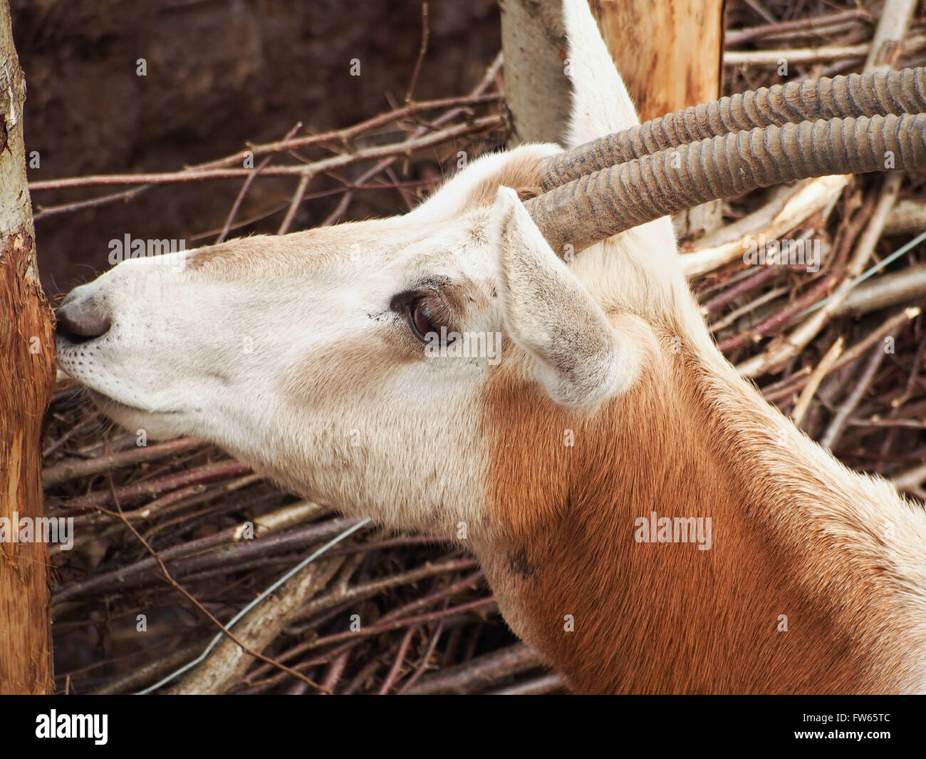 Damma hi-res stock photography and images - Alamy