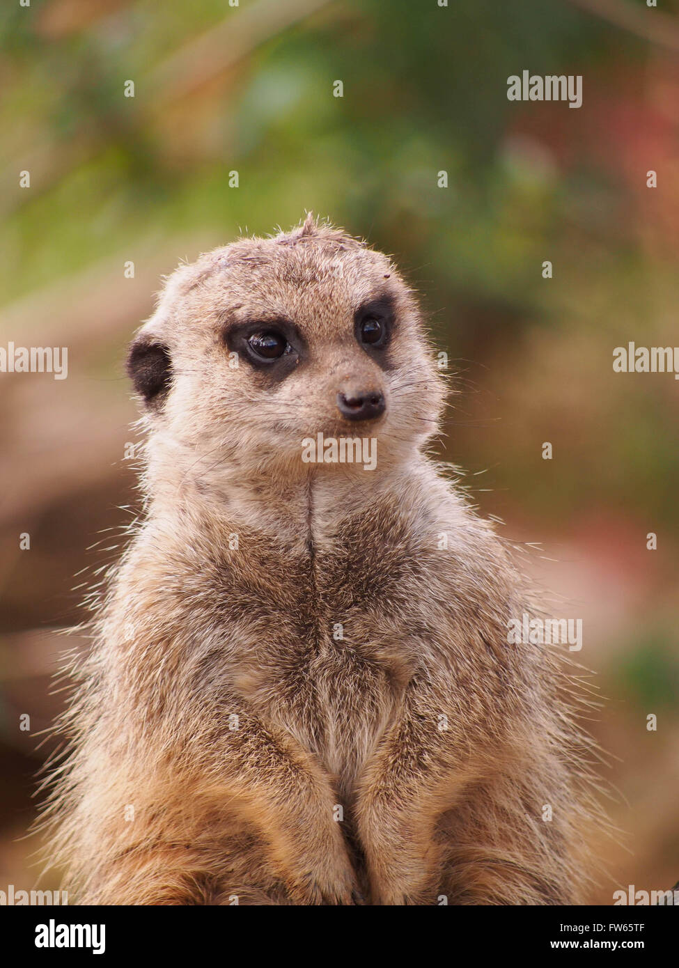 Suricata face hi-res stock photography and images - Alamy