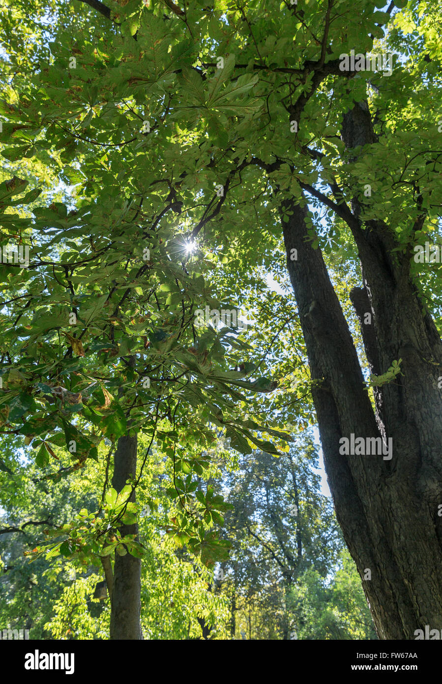 sun rays passing through the upper branches of trees in the park Stock ...