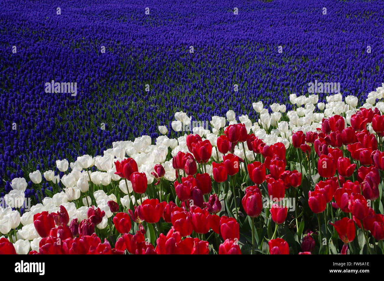 Park flower carpet hi-res stock photography and images - Alamy
