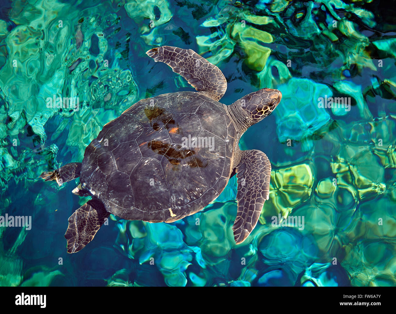 Turtle shell top view hi-res stock photography and images - Alamy