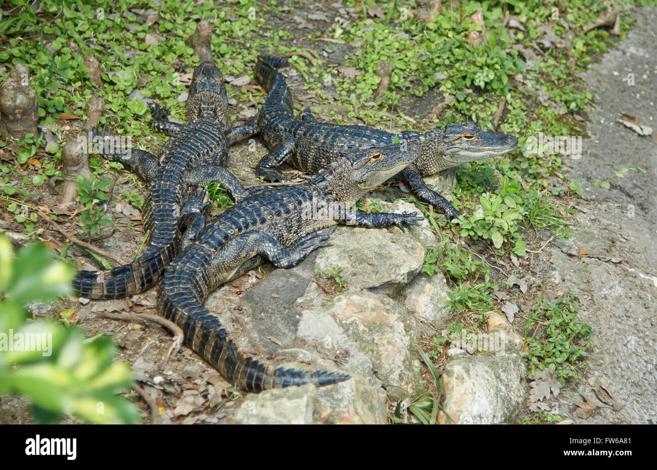 Three alligators hi-res stock photography and images - Alamy