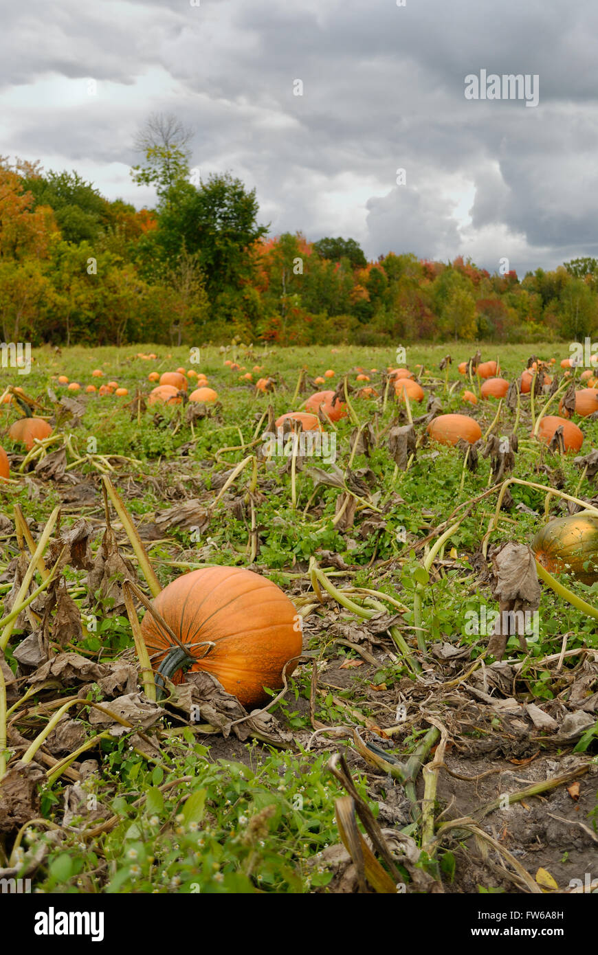 Empty patch hi-res stock photography and images - Alamy