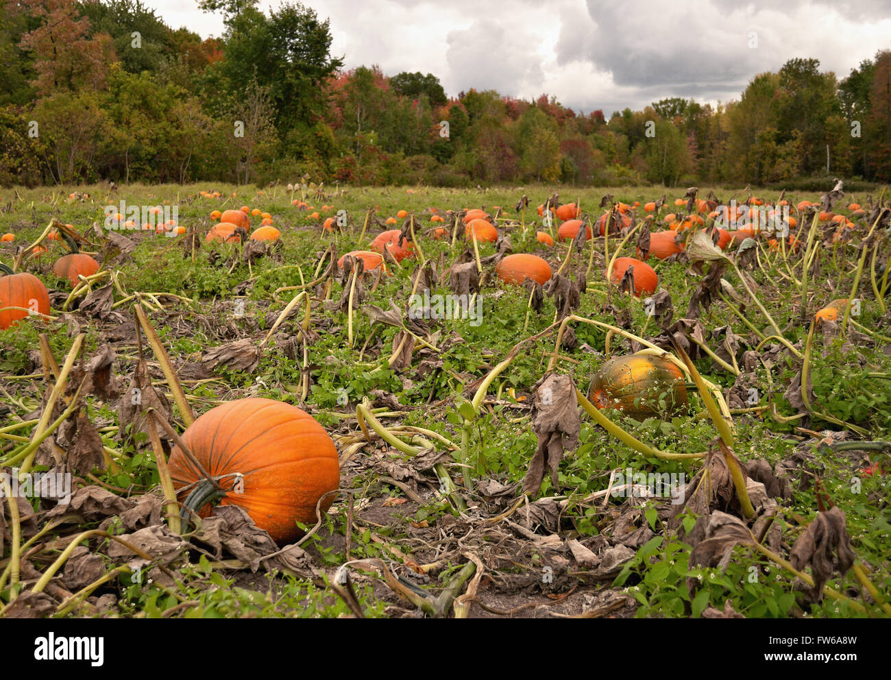 Pumpkin patch field Stock Photo - Alamy