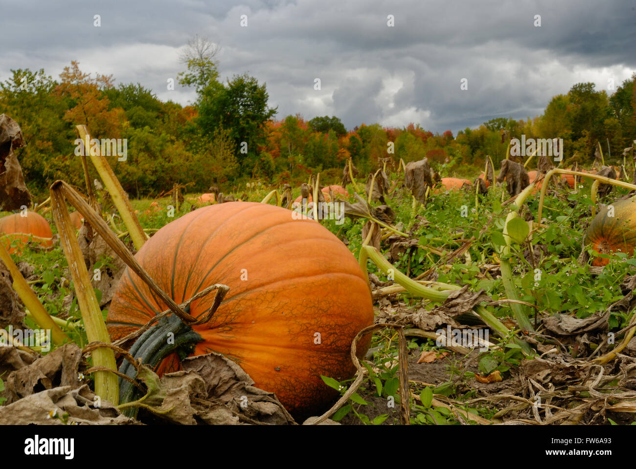 Pumpkin patch field Stock Photo - Alamy