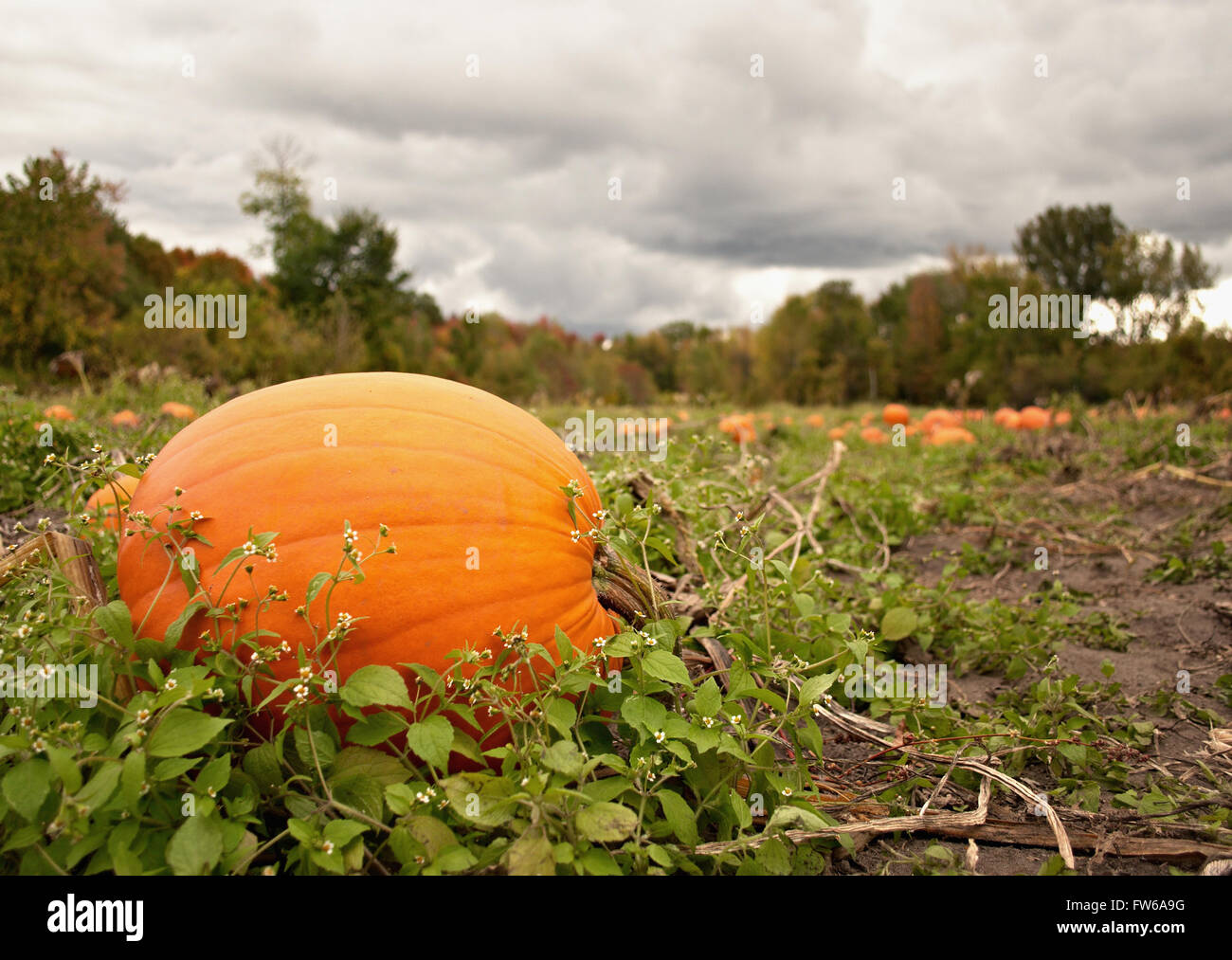 Empty patch hi-res stock photography and images - Alamy