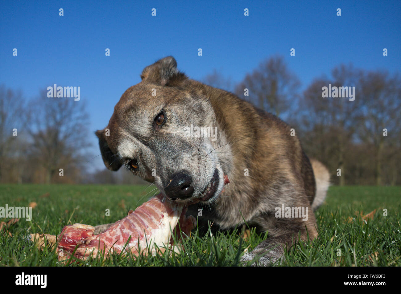 Dog eats a rabbit carcass Stock Photo - Alamy