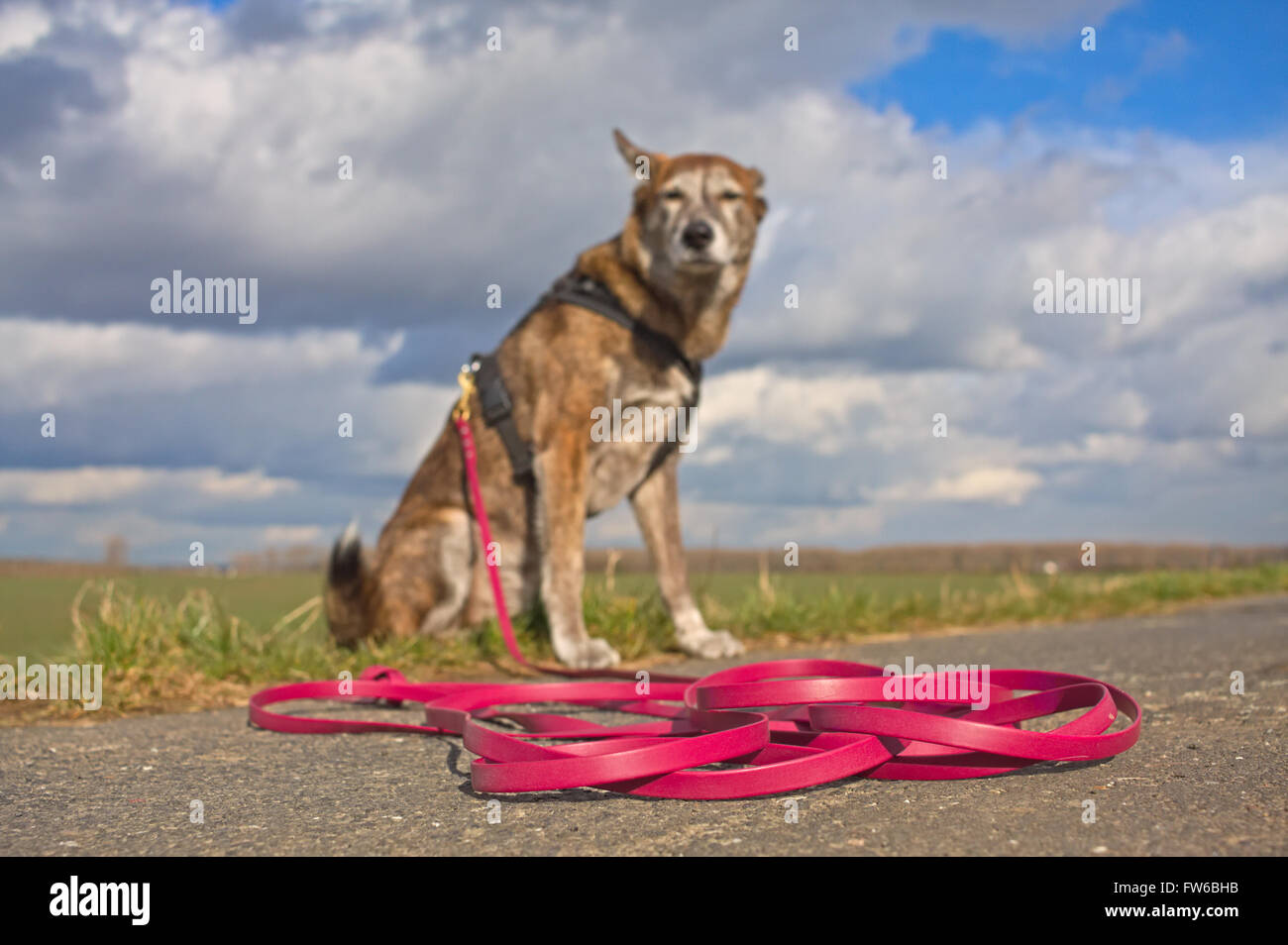 Leash with dog in background Stock Photo - Alamy