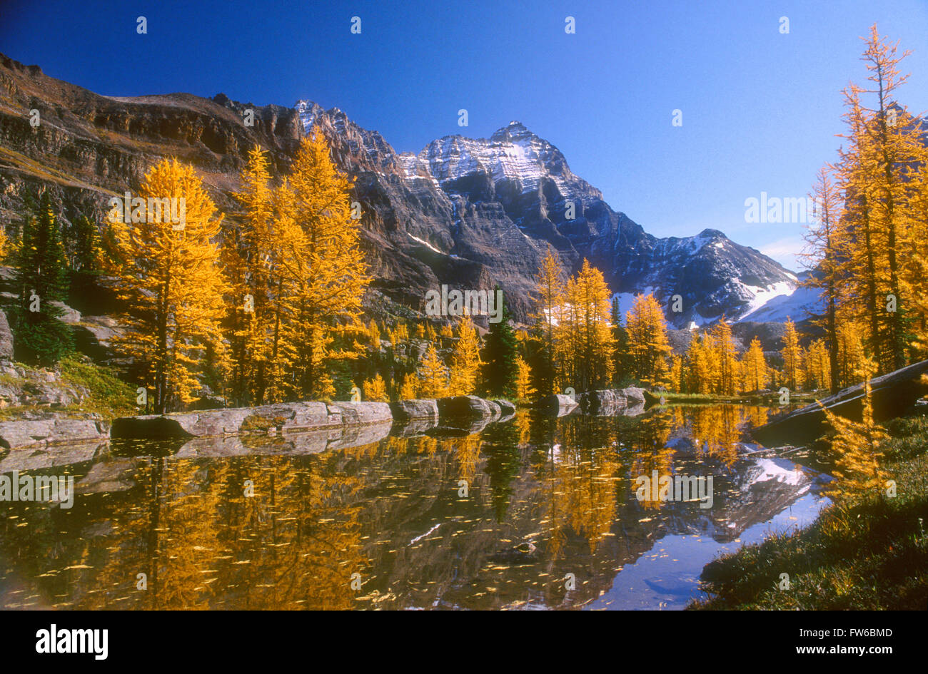 Opabin lakes hi-res stock photography and images - Alamy