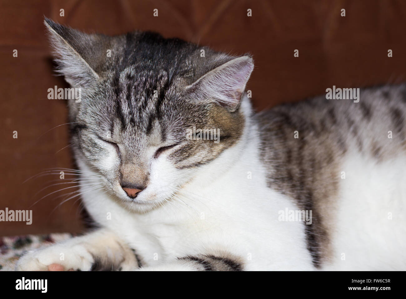Cat sleeping on a sofa Stock Photo - Alamy