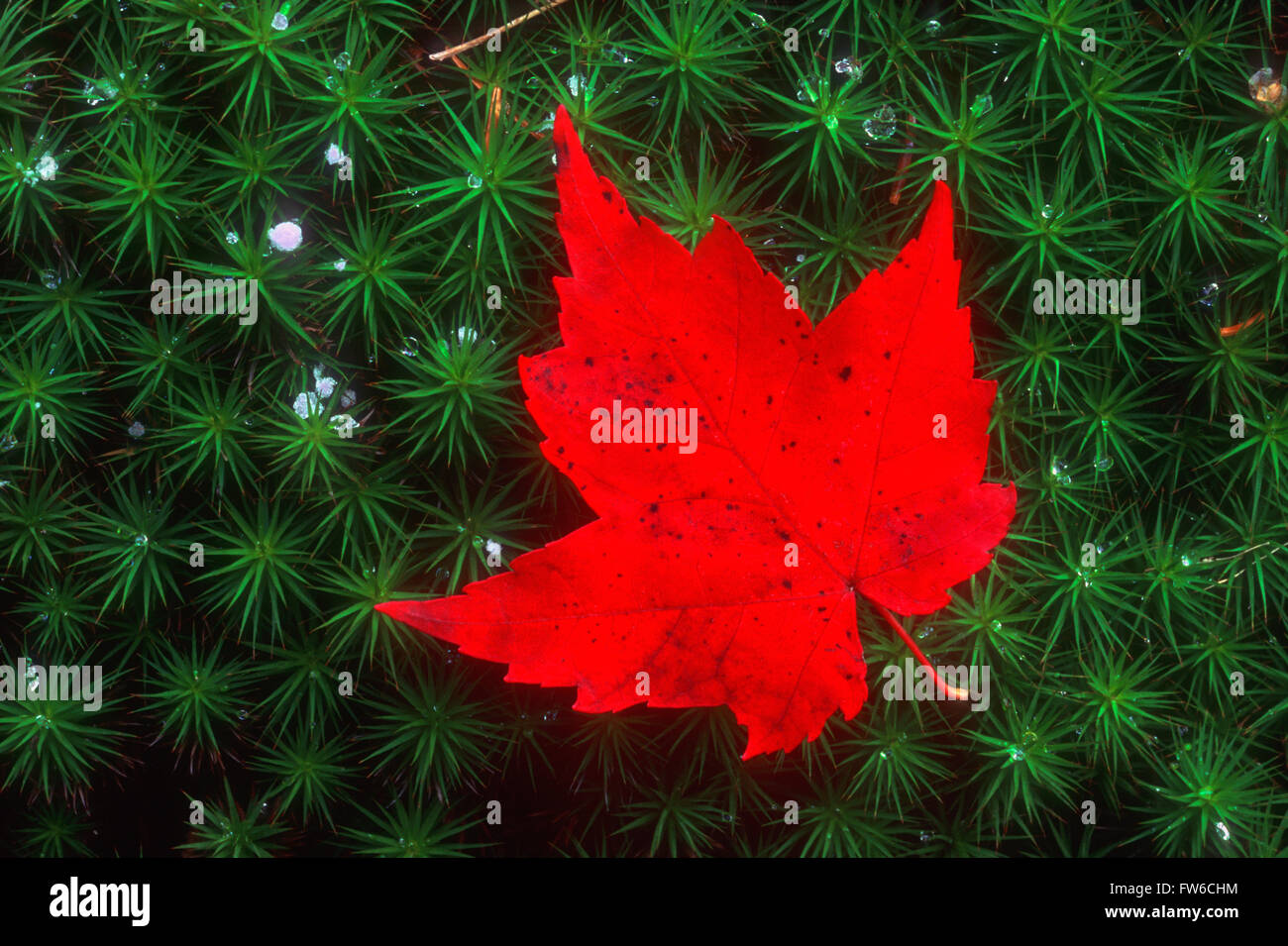 Close-up of a Red Maple Leaf Stock Photo - Alamy