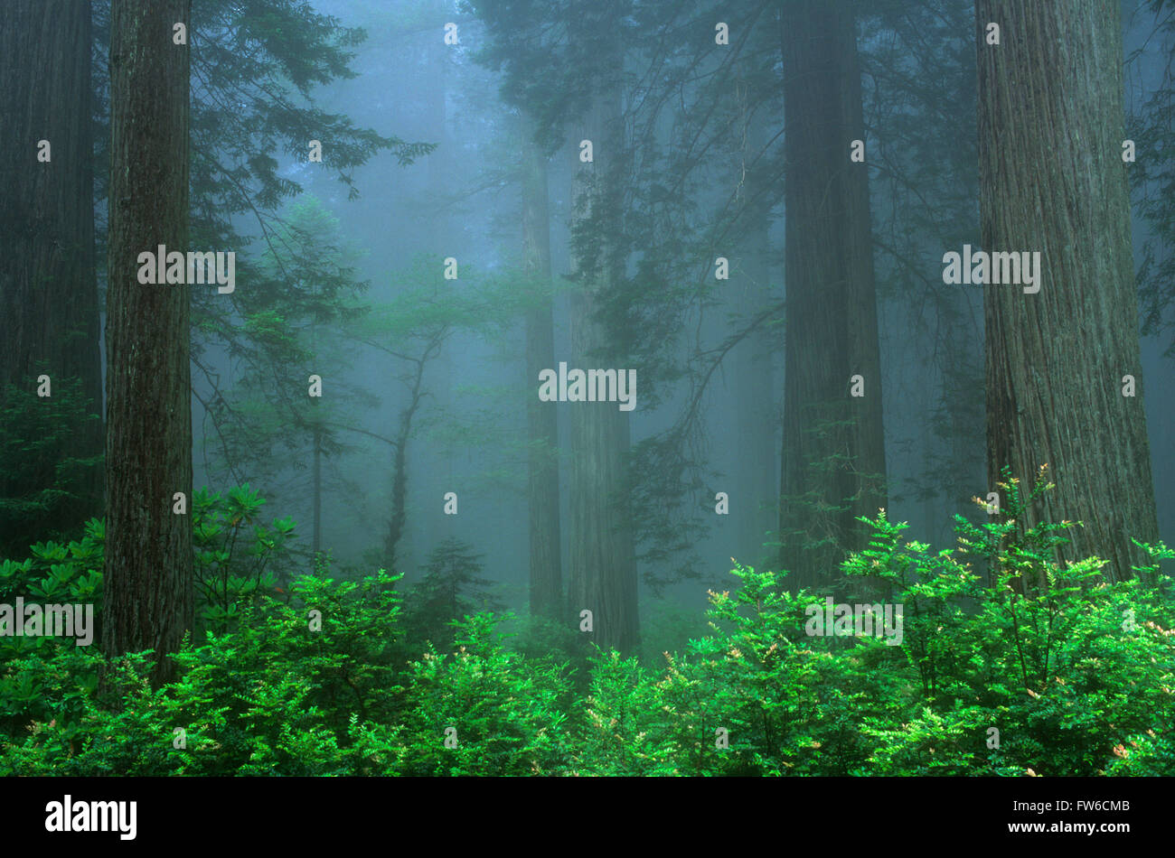 Redwood Forest in Fog, Humboldt Redwoods State Park, California, U.S.A ...