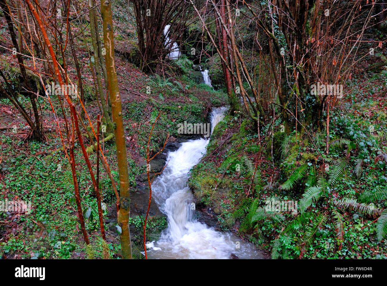 a small creek with waterfalls Stock Photo - Alamy