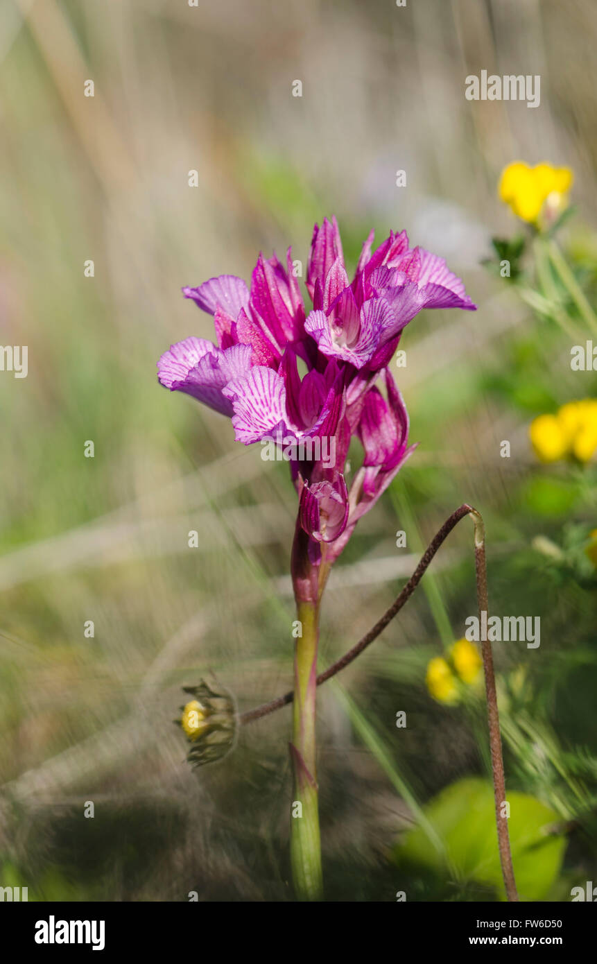 Papilionacea hi-res stock photography and images - Alamy