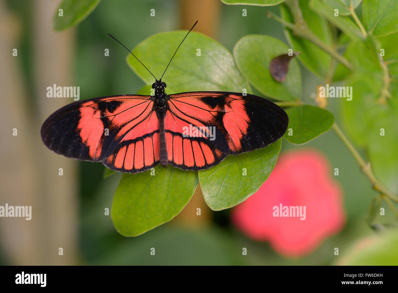 Butterfly Heliconius genus on leaf and seen from above Stock Photo - Alamy