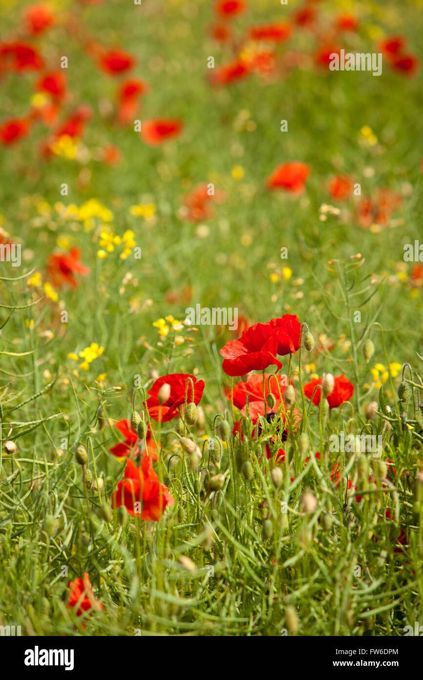 Red Poppies, Northumberland, England Stock Photo - Alamy