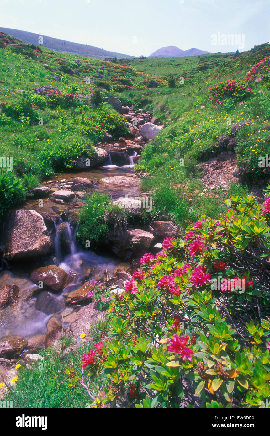 Mountain Stream With Flowers