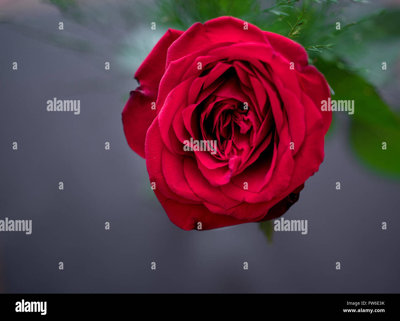 Red single rose macro hi-res stock photography and images - Alamy